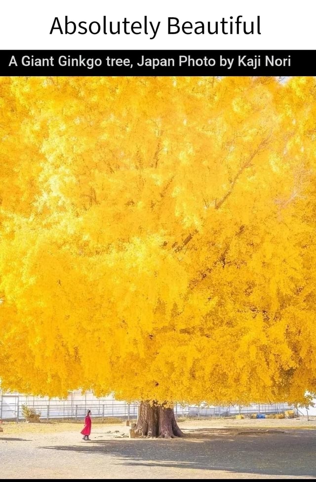 Absolutely Beautiful A Giant Ginkgo tree, Japan Photo by Kaji Nori ...