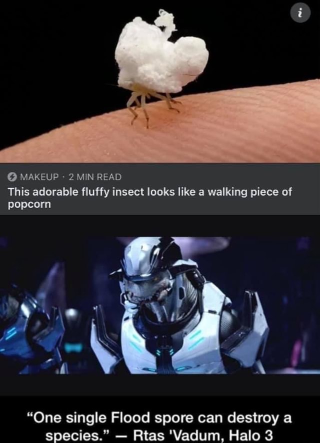 MAKEUP 2 MIN READ This adorable fluffy insect looks like a walking ...