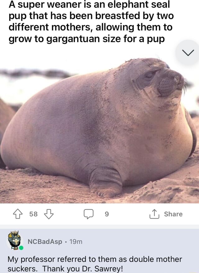 A super weaner Is an elephant seal pup that has been breastfed by two ...