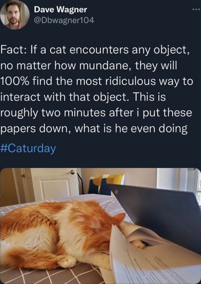 Dave Wagner Fact: If a cat encounters any object, no matter how mundane ...