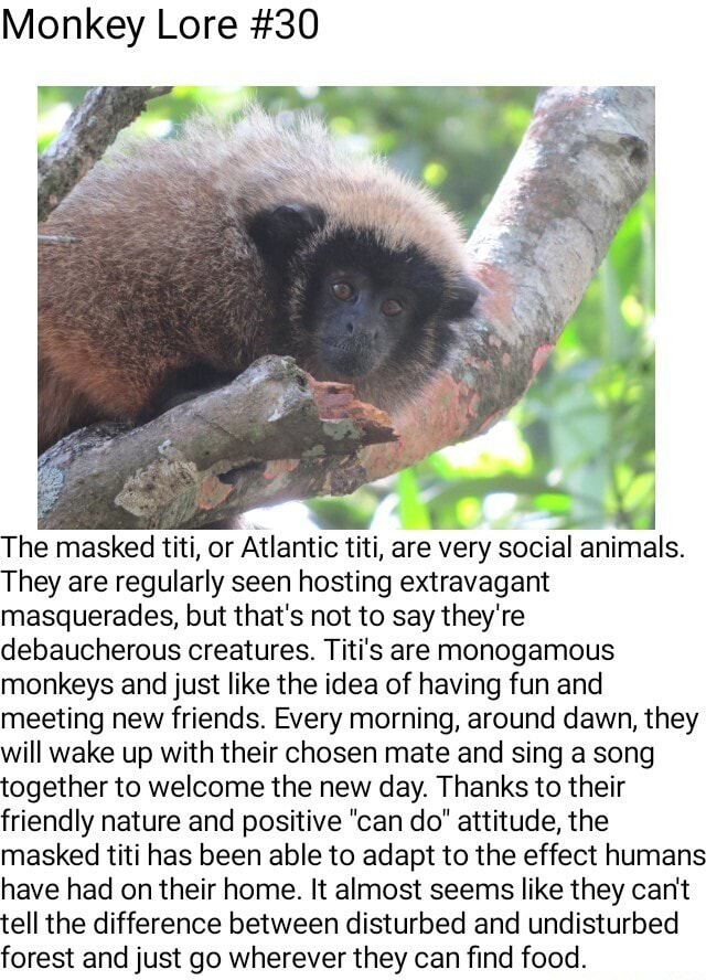 Monkey Lore #30 The masked titi, or Atlantic titi, are very social ...