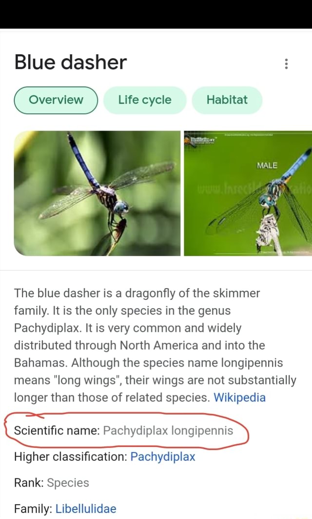 Blue dasher Life cycle Habitat The blue dasher is a dragonfly of the ...