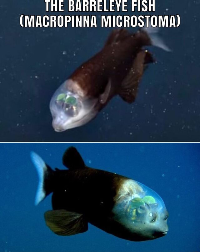 THE BARRELEYE FISH (MACROPINNA MICROSTOMA) - iFunny