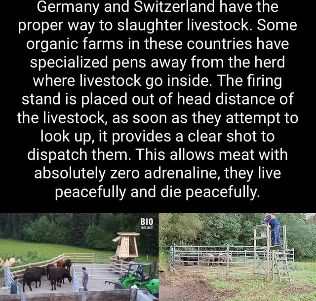 Germany and Switzerland nave the proper way to slaughter livestock ...