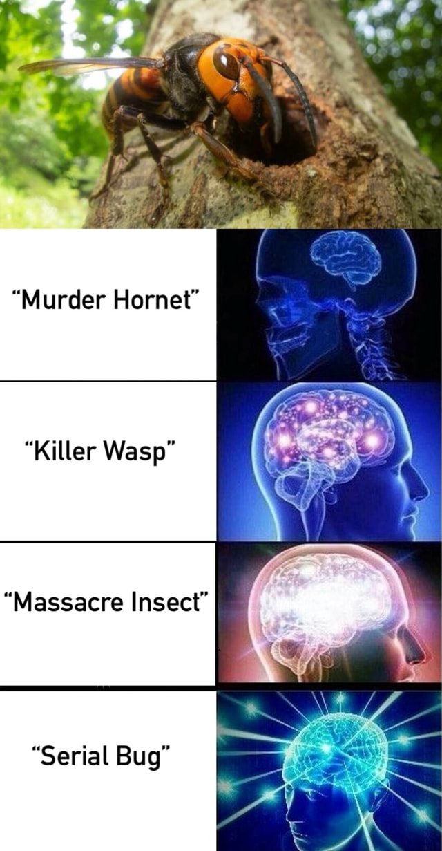 "Murder Hornet" "Killer Wasp" "Massacre Insect" "Serial Bug" - iFunny
