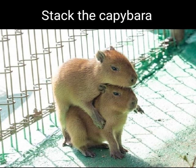 If : Stack the capybara - iFunny