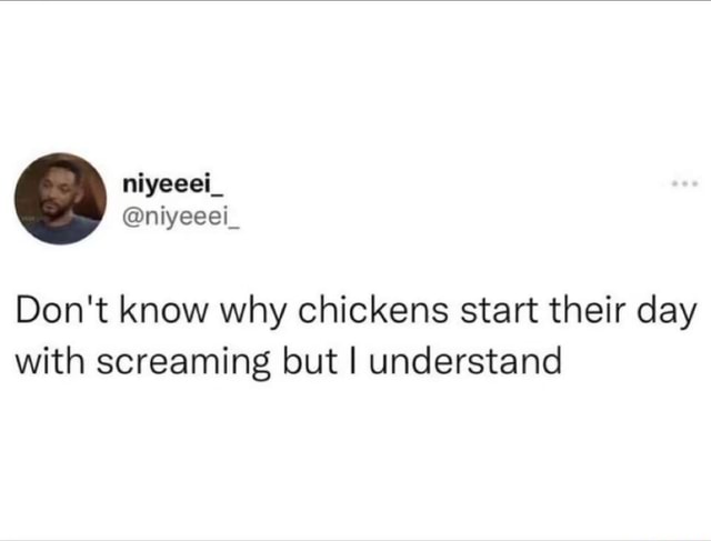 Don't know why chickens start their day with screaming but I understand ...