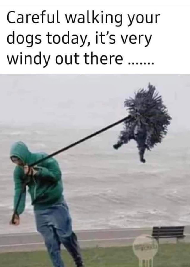 Careful walking your dogs today, it's very windy out there ...