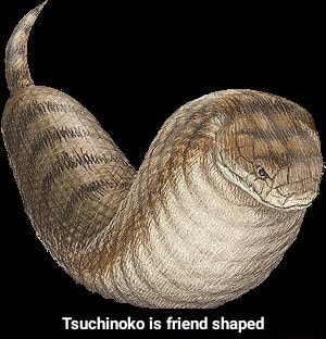Tsuchinoko is friend shaped - Tsuchinoko is friend shaped - iFunny