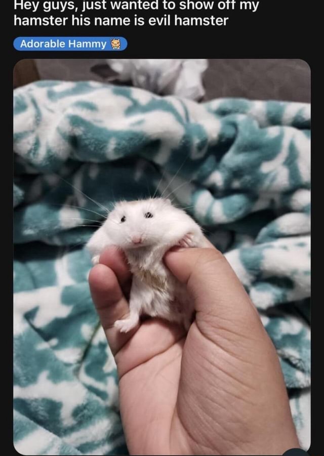 Hey guys, Just wanted to snow my hamster his name is evil hamster ...