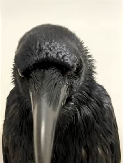 Corvo encarando meme - seo.title