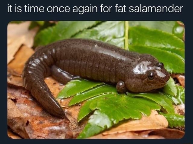 Itis time once again for fat salamander - iFunny
