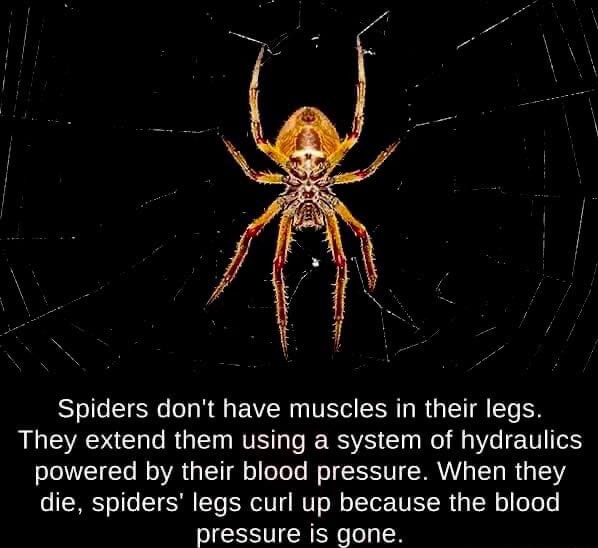 Spiders don't have muscles in their legs. They extend them using a ...