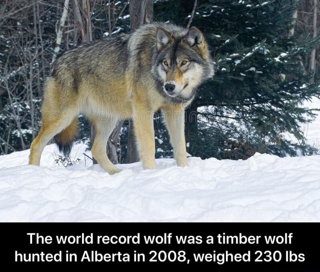 The world record wolf was a timber wolf hunted in Alberta in 2008 ...