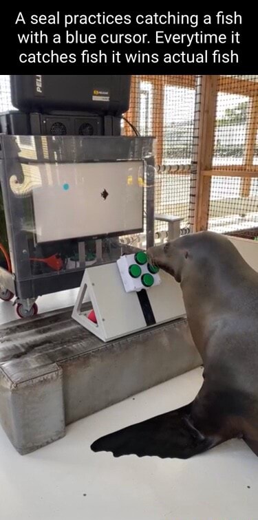 A seal practices catching a fish with a blue cursor. Everytime it ...