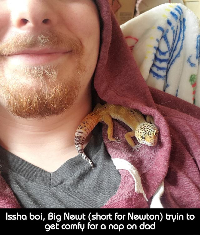 Bol, Big Newt (short for Newton) tryin to get comfy for a nap on dad ...