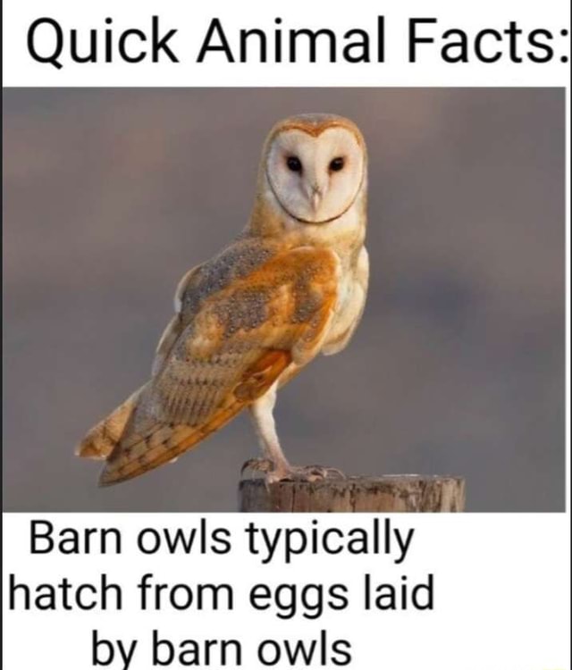 Quick Animal Facts: Barn owls typically hatch from eggs laid by barn ...