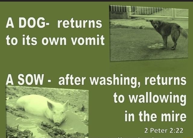 DOG- returns to its own vomit SOW after washing, returns to wallowing ...