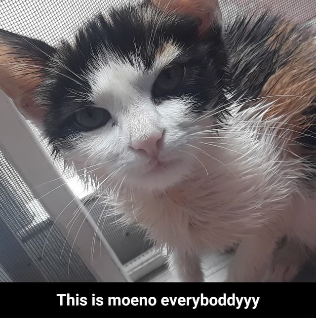 This is moeno everyboddyyy - This is moeno everyboddyyy - iFunny