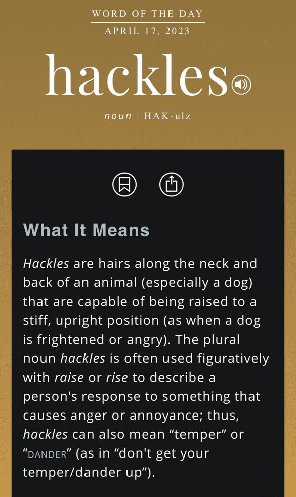 WORD OF THE DAY APRIL 17, 2023 hackles noun I HAK-ulz What It Means ...