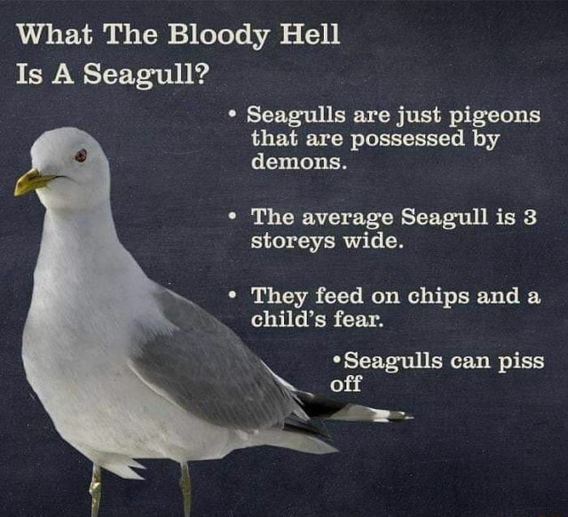 What The Bloody Hell Seagulls are just pigeons that are possessed by ...
