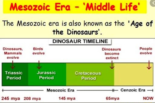Mesozoic Era - 'Middle Life' The Mesozoic era is also known as the 'Age ...