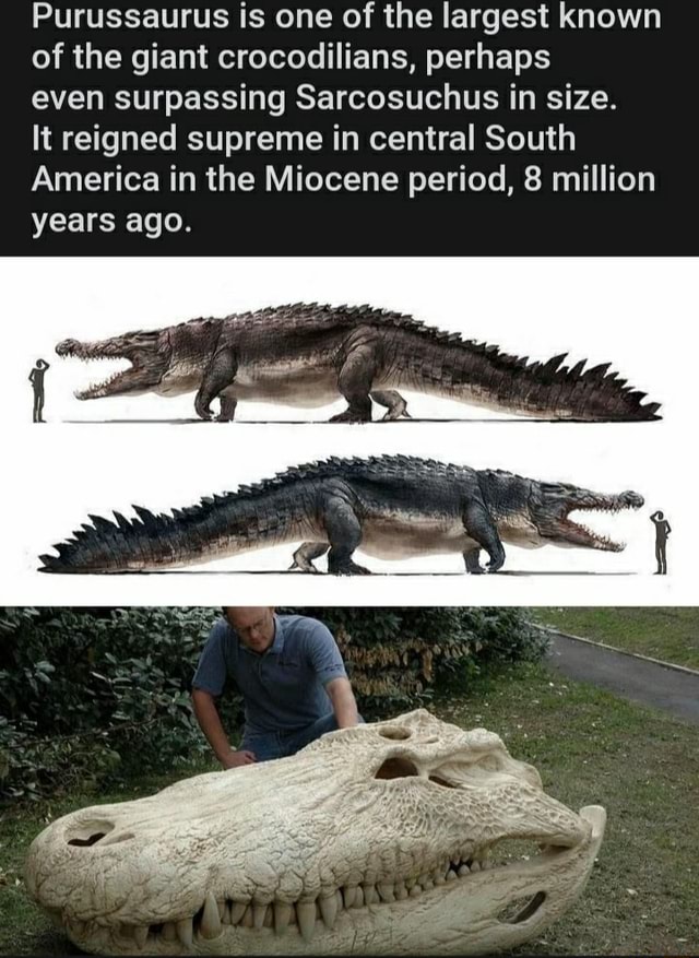Purussaurus is one of the largest known of the giant crocodilians ...