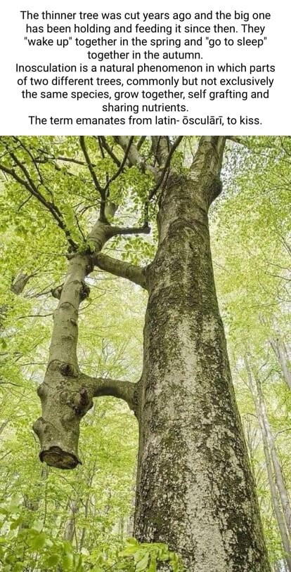 The thinner tree was cut years ago and the big one has been holding and ...