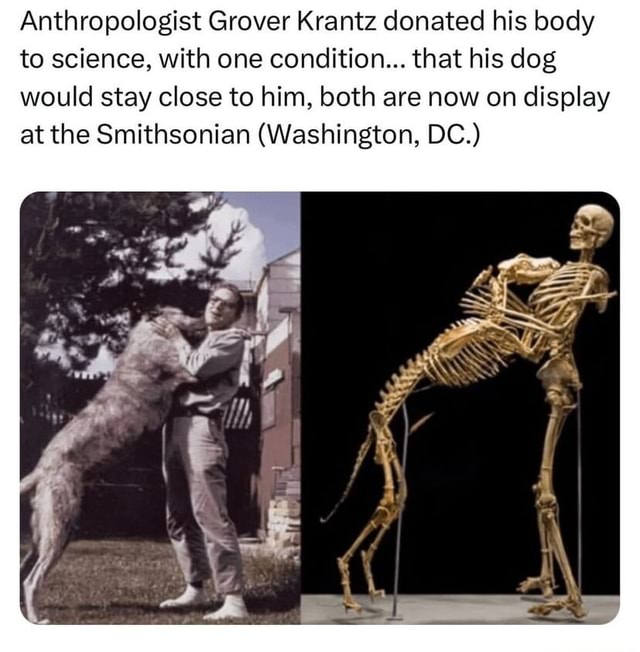 Anthropologist Grover Krantz donated his body to science, with one ...