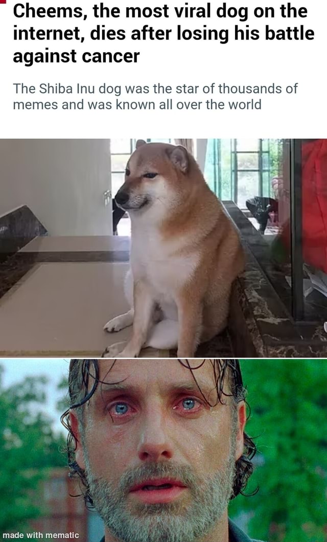 Cheems, the most viral dog on the internet, dies after losing his ...