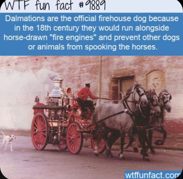 WI tun tact *7887] Dalmations are the official firehouse dog because in ...