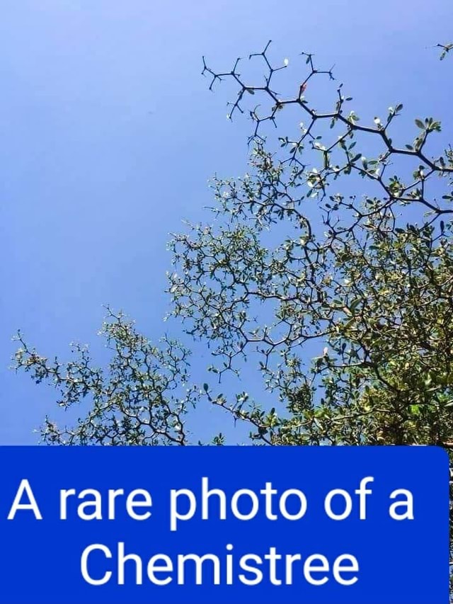 A rare photo of Chemistree - America’s best pics and videos