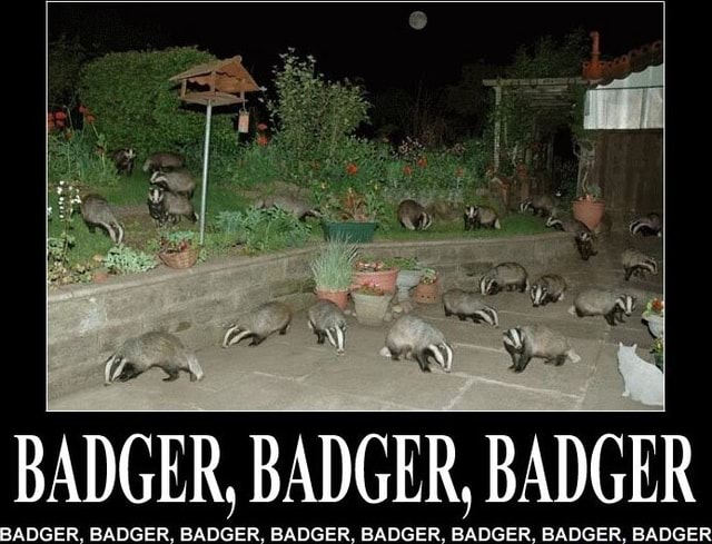 I BADGER, BADGER, BADGER BADGER, BADGER, BADGER, BADGER, BADGER, BADGER ...