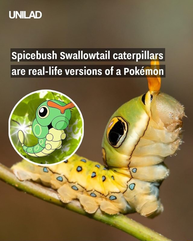 UNILAD Spicebush Swallowtail caterpillars are real-life versions of a ...