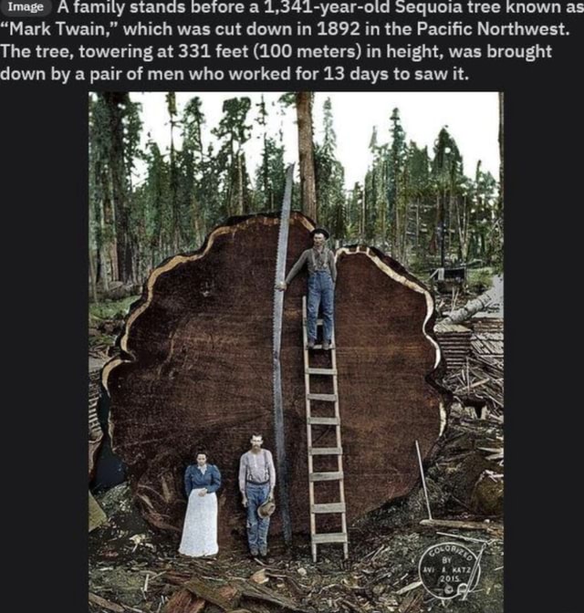 Image A family stands before a 1,5341-year-old Sequoia tree known as ...