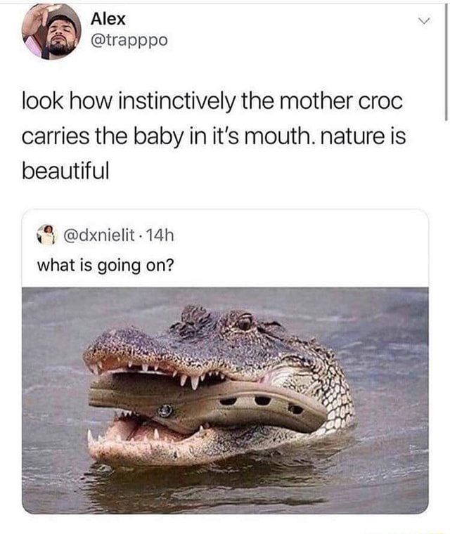 Look how instinctively the mother croc carries the baby in it's mouth ...