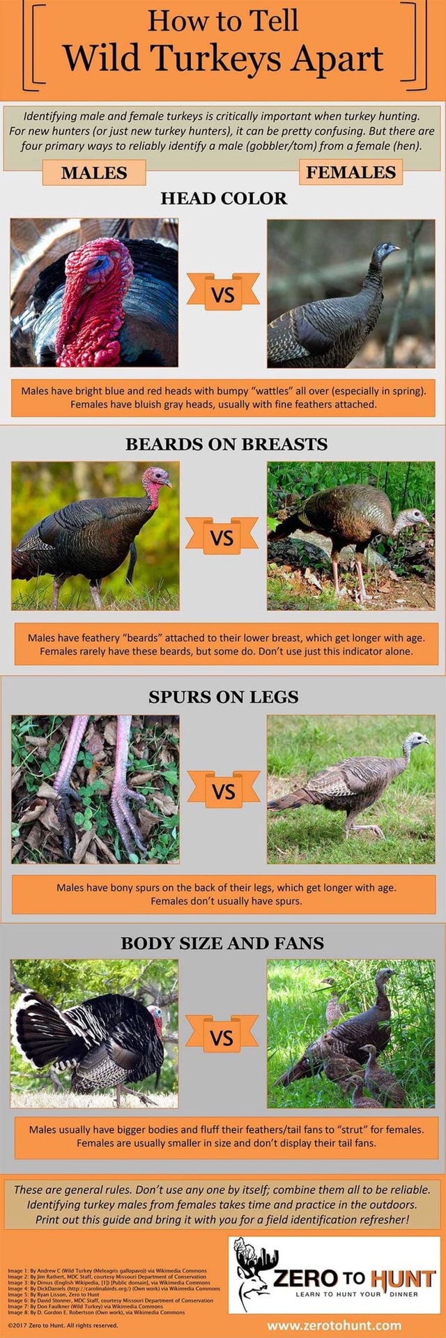 How to Tell Wild Turkeys Apart Identifying male and female turkeys is ...