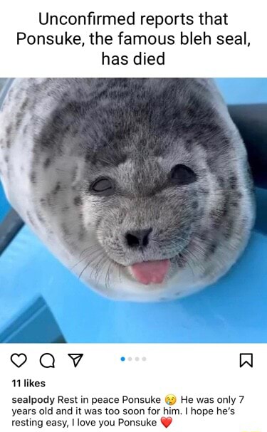 Unconfirmed reports that Ponsuke, the famous bleh seal, has died V9aVv ...