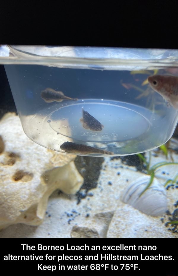 The Borneo Loach an excellent nano alternative for plecos and ...
