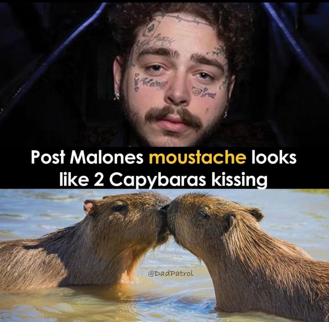 Post Malones moustache looks like 2 Capybaras kissing - iFunny