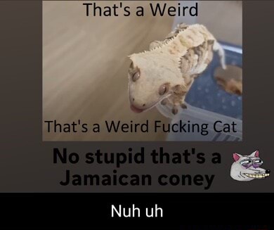 That's Weird 'That's a Weird Fucling Cat! Nuh uh - iFunny