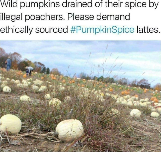 Wild pumpkins drained of their spice by illegal poachers. Please demand ...