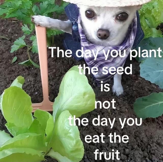 The day you plant the seed IS not the day you eat the fruit - iFunny
