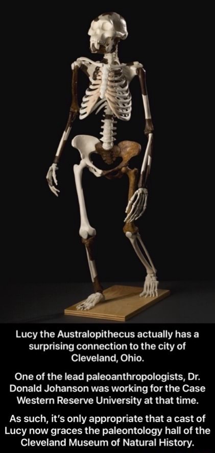 Lucy the Australopithecus actually has a surprising connection to the ...