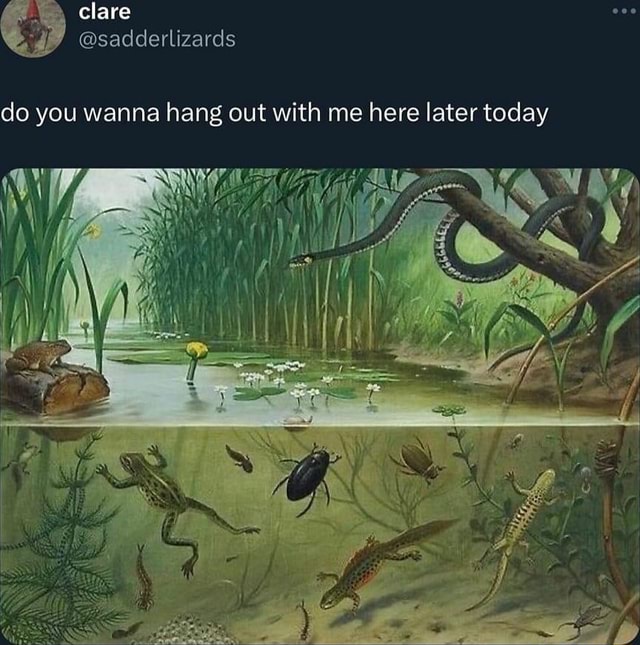 Clare @sadderlizards do you wanna hang out with me here later today ...