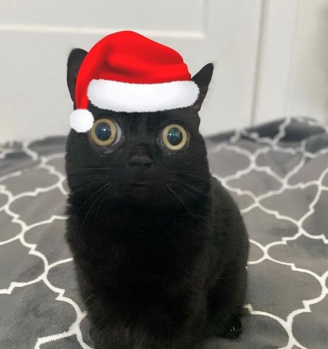 1. Black cat known for huge eyes, wonky feet to become mayor of Hell ...