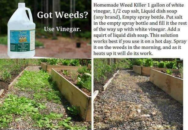 Got Weeds? Use Vinegar. Homemade Weed Killer 1 gallon of white vinegar ...