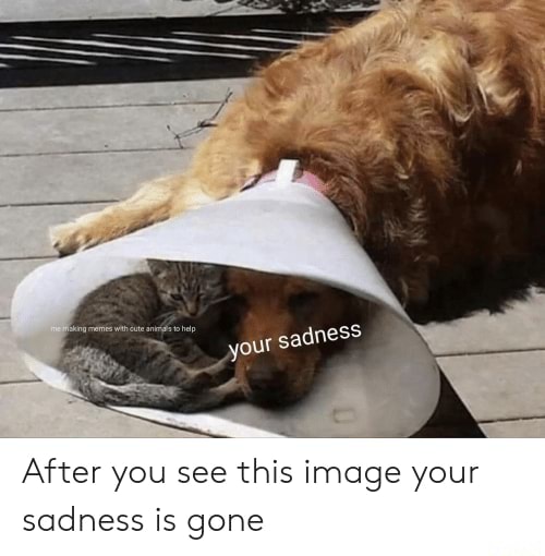 Me making memes with cute animals to help your sadness C After you see ...