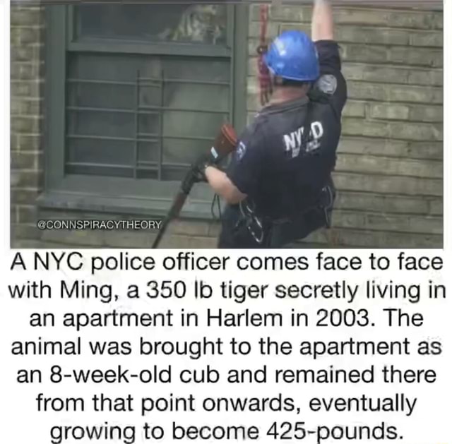 I A NYC police officer comes face to face with Ming, a 350 Ib tiger ...