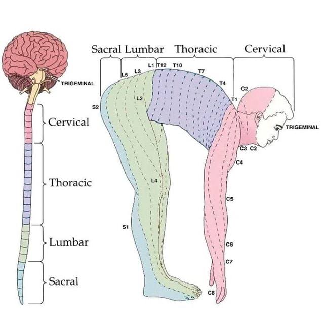 Thats how you learn Dermatomes 😁🤣 - Sacral Lumbar Thoracic Cervical ...